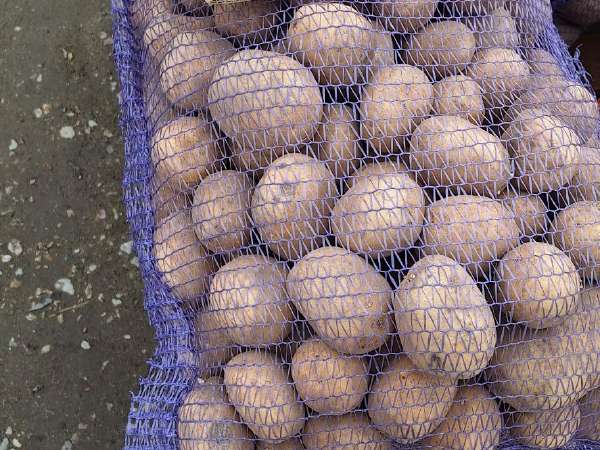 Įvairios paskirties bulvės - Skelbiu.lt