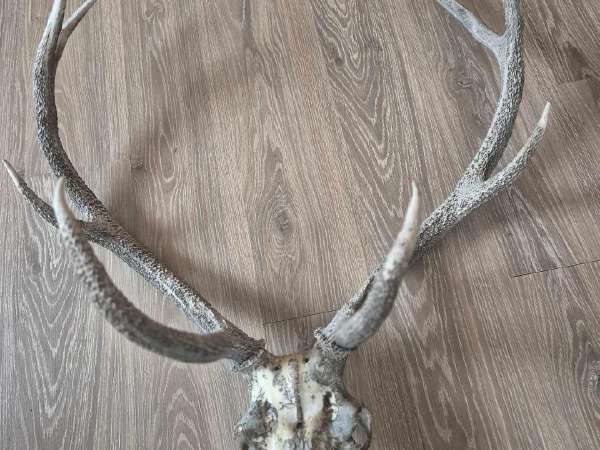 Ragai elnio ir briedžio - Skelbiu.lt