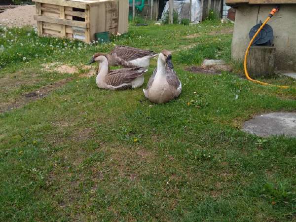 Parduodu žasi - Skelbiu.lt