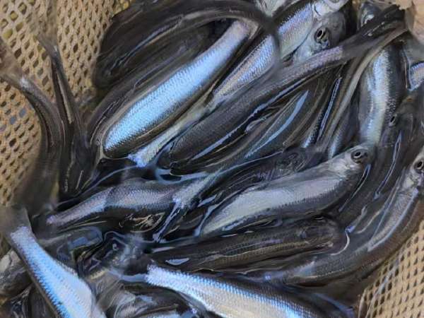 mailius skelbimai - Skelbiu.lt