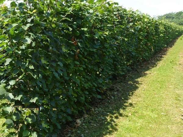 liepos sodinukai raseiniu r skelbimai - Skelbiu.lt