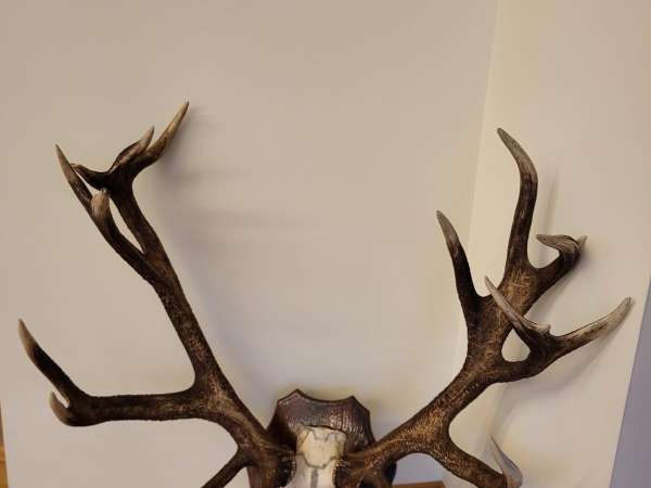 Elnio ragai+ stirninu ragai - Skelbiu.lt