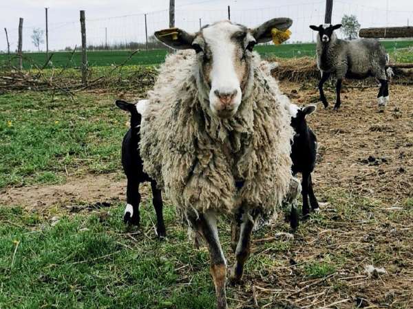 avys skelbimai - Skelbiu.lt