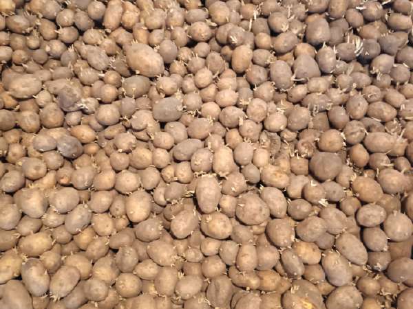 Bulvės vineta - Skelbiu.lt