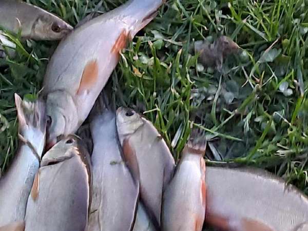 mailius skelbimai - Skelbiu.lt