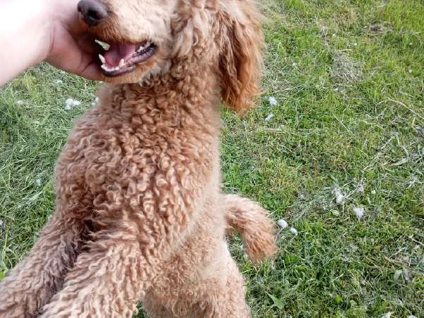 suniukai pudelis skelbimai - Skelbiu.lt