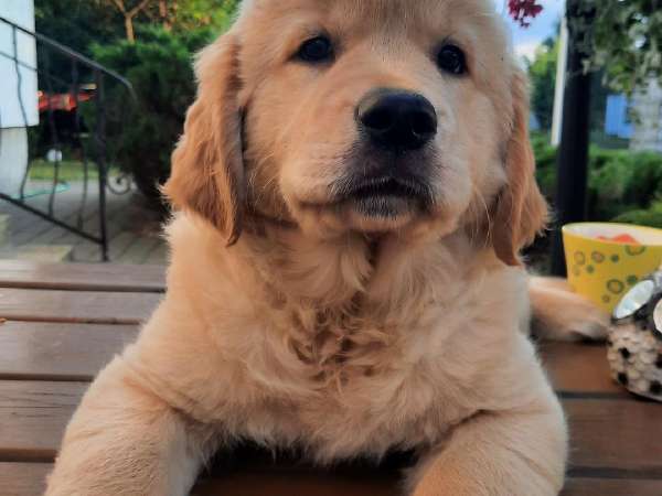 auksaspalvis retriveris skelbimai - Skelbiu.lt