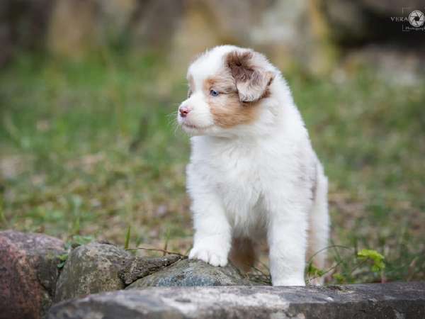 Australų aviganiai - Skelbiu.lt