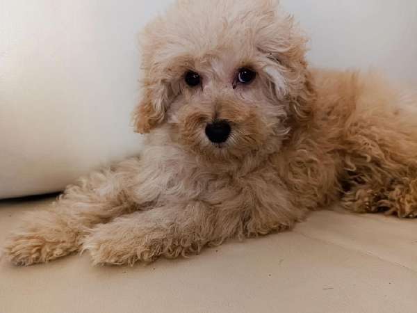 Toy pudeliai. Pilki ir balti, kilmingi. - Skelbiu.lt