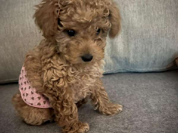 Toy pudeliai. Pilki ir balti, kilmingi. - Skelbiu.lt