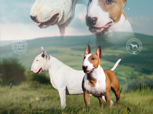 Bulterjerai šunys - Skelbiu.lt