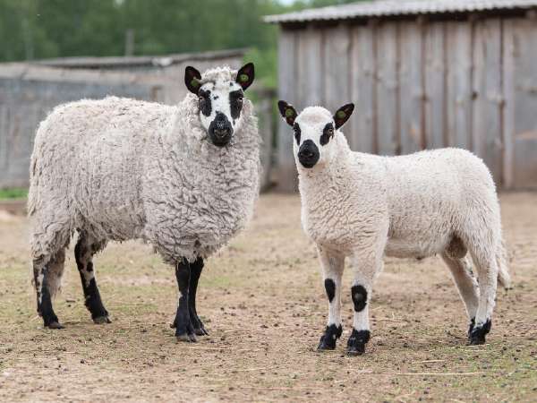 avys skelbimai - Skelbiu.lt