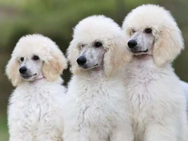 Pudeliai šunys - Skelbiu.lt