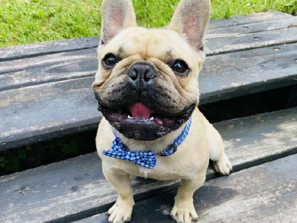 Prancūzų buldogai šunys - Skelbiu.lt