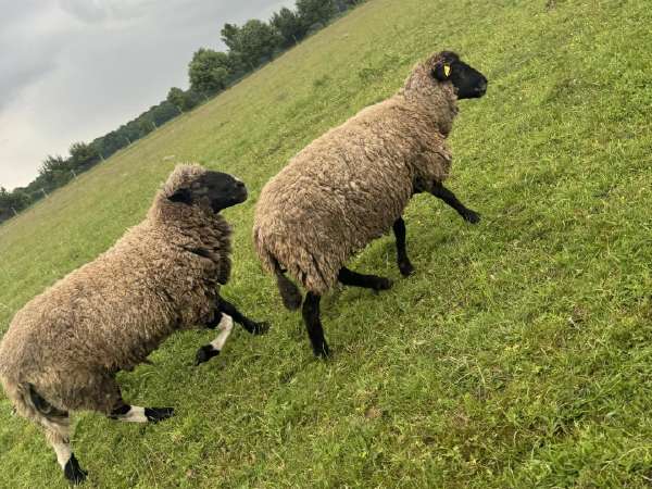 Parduodama Kamerūno veislės, dešimties avių banda. - Skelbiu.lt