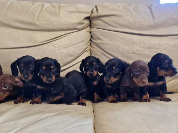 Taksai šunys - Skelbiu.lt