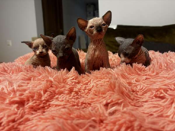 Sfinksai katės - Skelbiu.lt