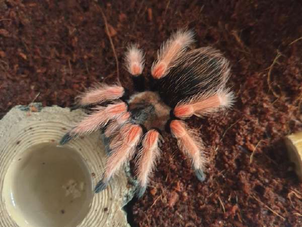 Voragyviai flora, fauna - Skelbiu.lt