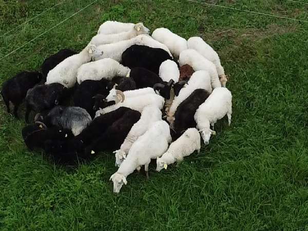 Gyvuliai flora, fauna - Skelbiu.lt