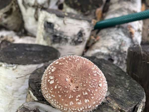 grybai shiitake skelbimai - Skelbiu.lt