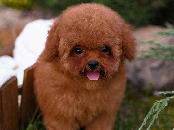 Pudeliai šunys - Skelbiu.lt