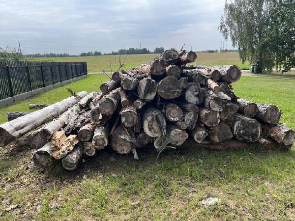 Parduodami sausuoliai – eglės rąstai. - Skelbiu.lt