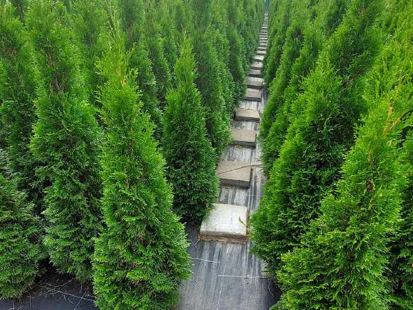 1m tujos skelbimai - Skelbiu.lt