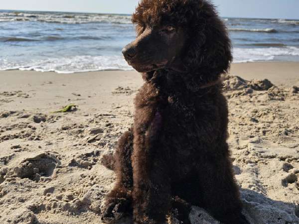 Didysis ( karališkas ) pudelis, ( pudeliai ) - Skelbiu.lt