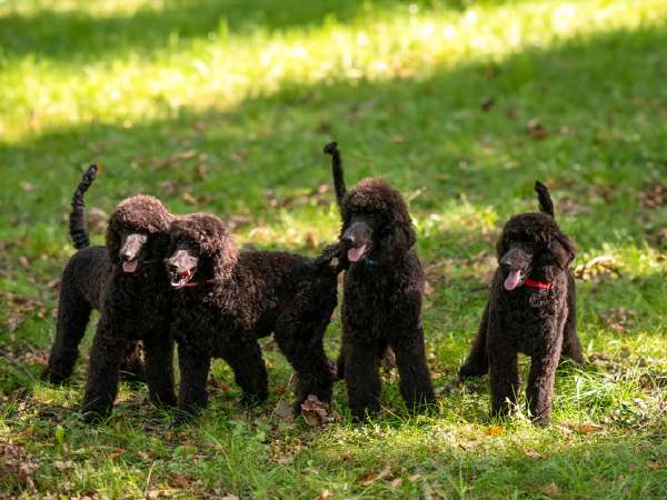Pudeliai šunys - Skelbiu.lt