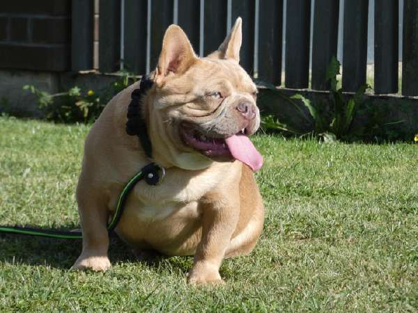 Prancūzų buldogai šunys - Skelbiu.lt