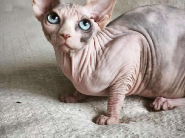 Sfinksai katės - Skelbiu.lt