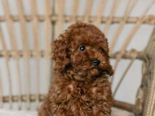 toy pudeliai skelbimai - Skelbiu.lt