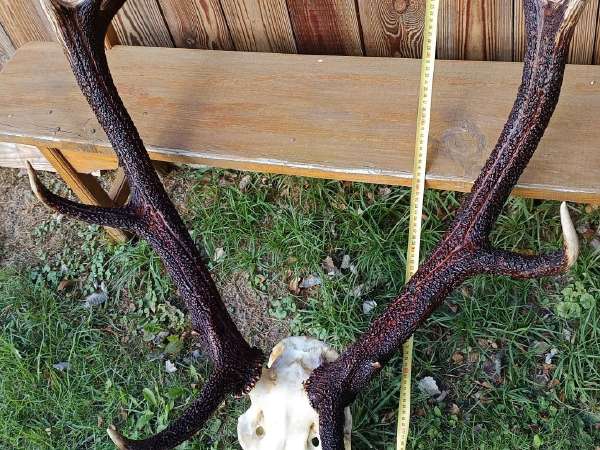 Elnio ragai+ stirninu ragai - Skelbiu.lt