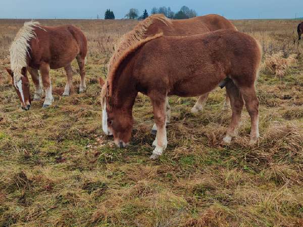 Parduodami - Skelbiu.lt