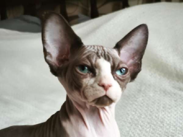 Sfinksai katės - Skelbiu.lt