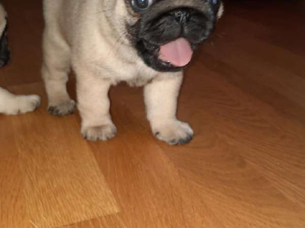 Mopsai šunys - Skelbiu.lt