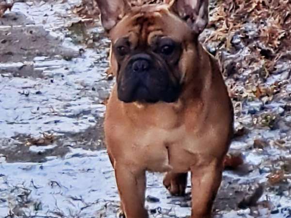 Prancūzų buldogai šunys - Skelbiu.lt