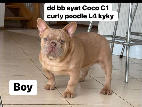 Prancūzų buldogai šunys - Skelbiu.lt