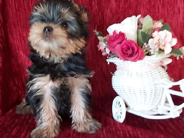 Nykštukiniai bulterjerai - Skelbiu.lt