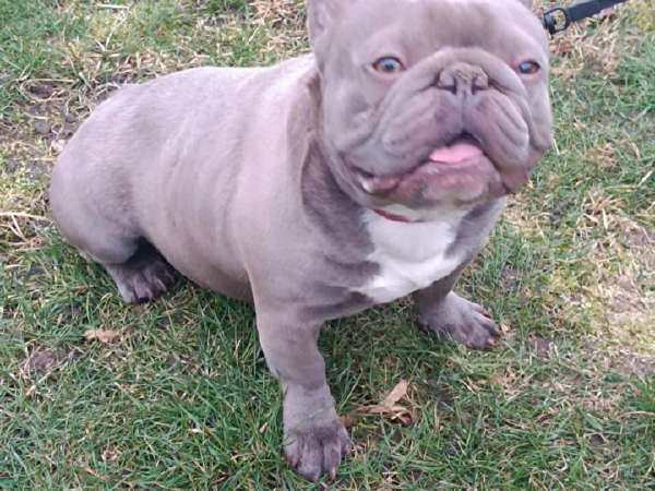 Prancūzų buldogai šunys - Skelbiu.lt