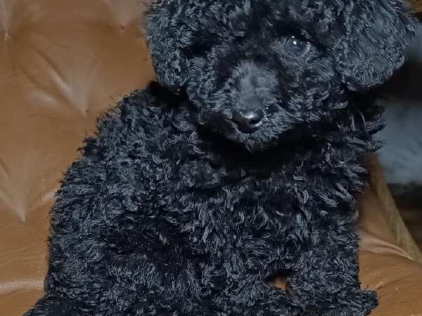 Cockapoo šuniukai - Skelbiu.lt