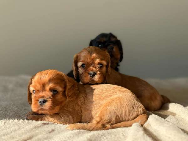 Spanieliai šunys - Skelbiu.lt