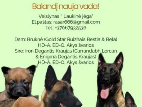 Belgų aviganiai Malinua - Skelbiu.lt