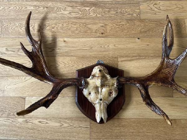 Trofėjai, ragai, kabykla - Skelbiu.lt