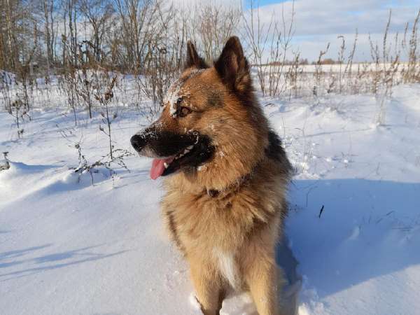 suniukai skelbimai - Skelbiu.lt