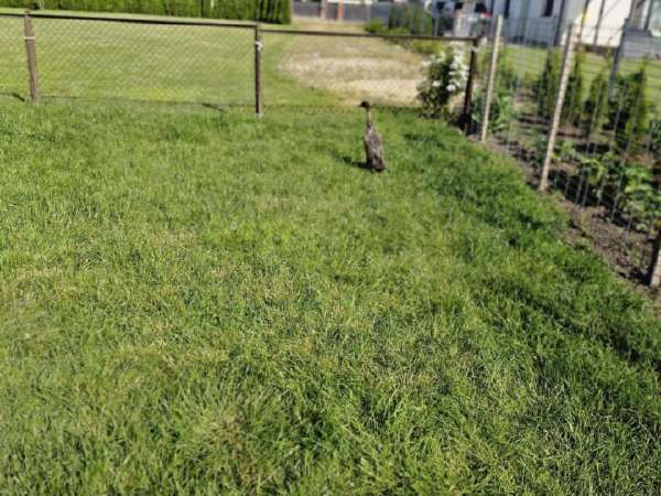 antys begikes skelbimai - Skelbiu.lt