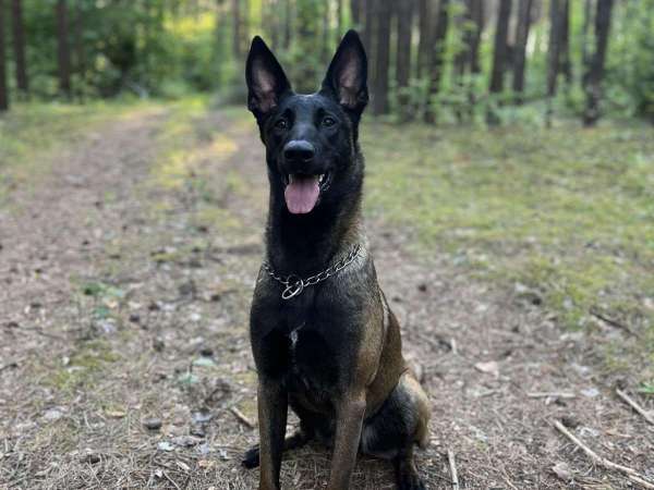 Parduodami Belgų aviganių veislės šuniukai - Skelbiu.lt