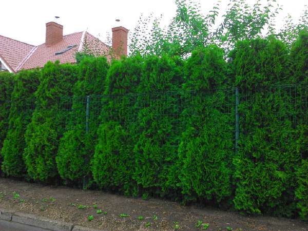 tujos skelbimai - Skelbiu.lt