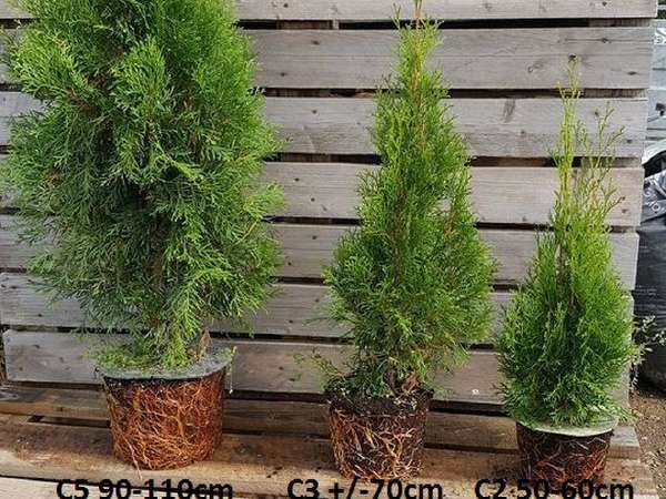 pusys vazonuose jonavos r skelbimai - Skelbiu.lt