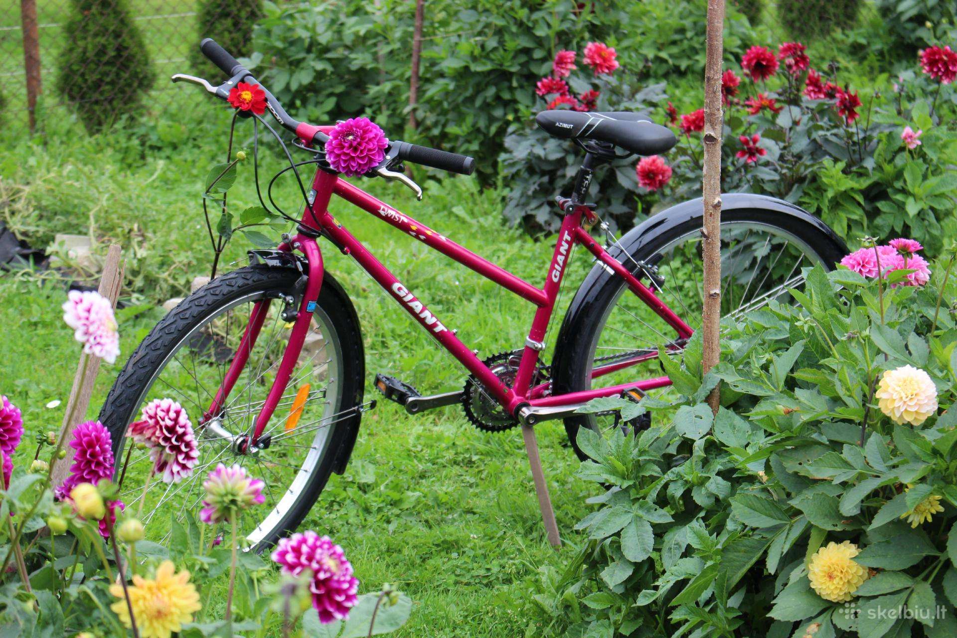 Kalnų dviratis Giant 26″ | A29089925